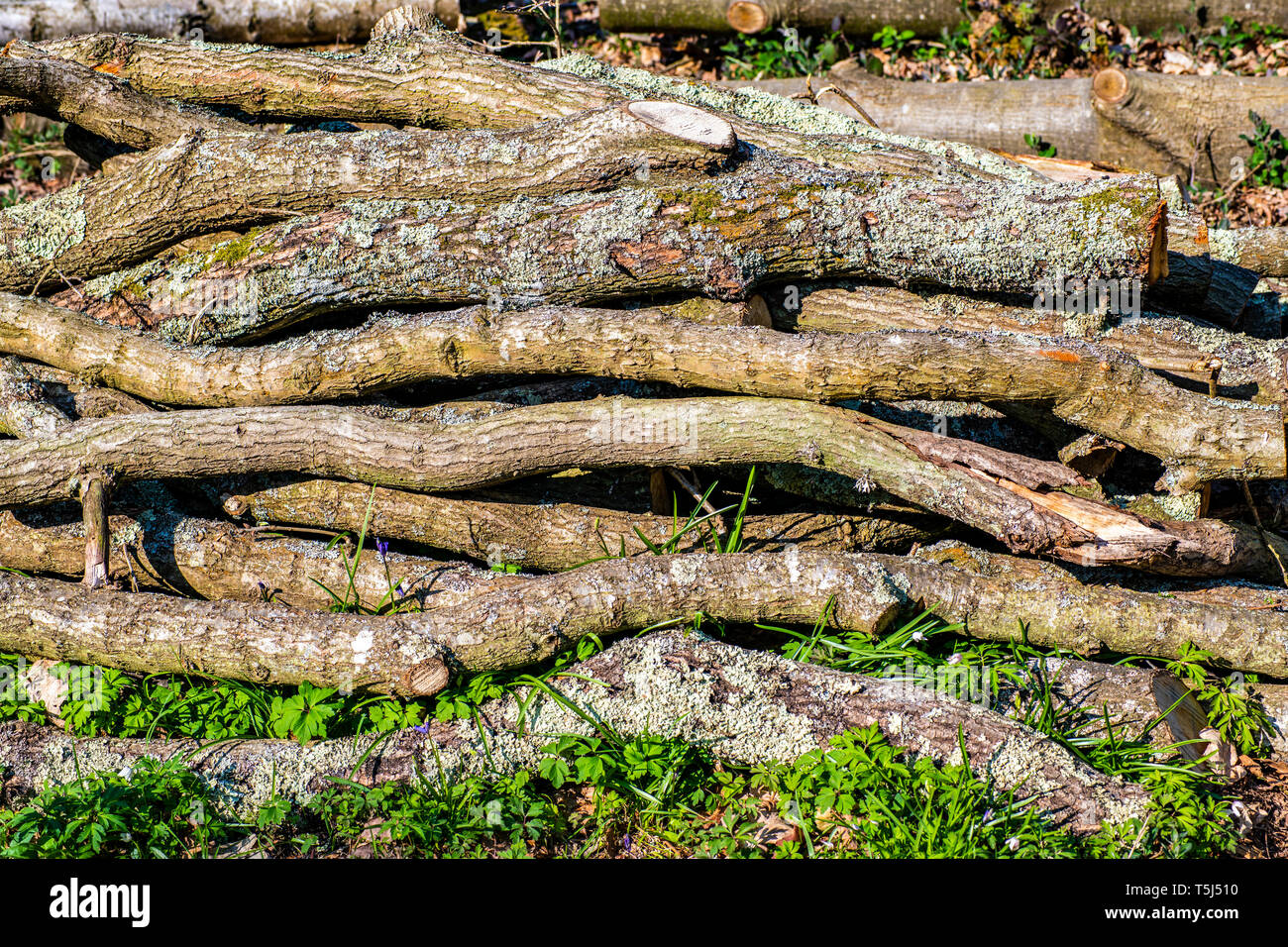 Coppicing hi-res stock photography and images - Alamy