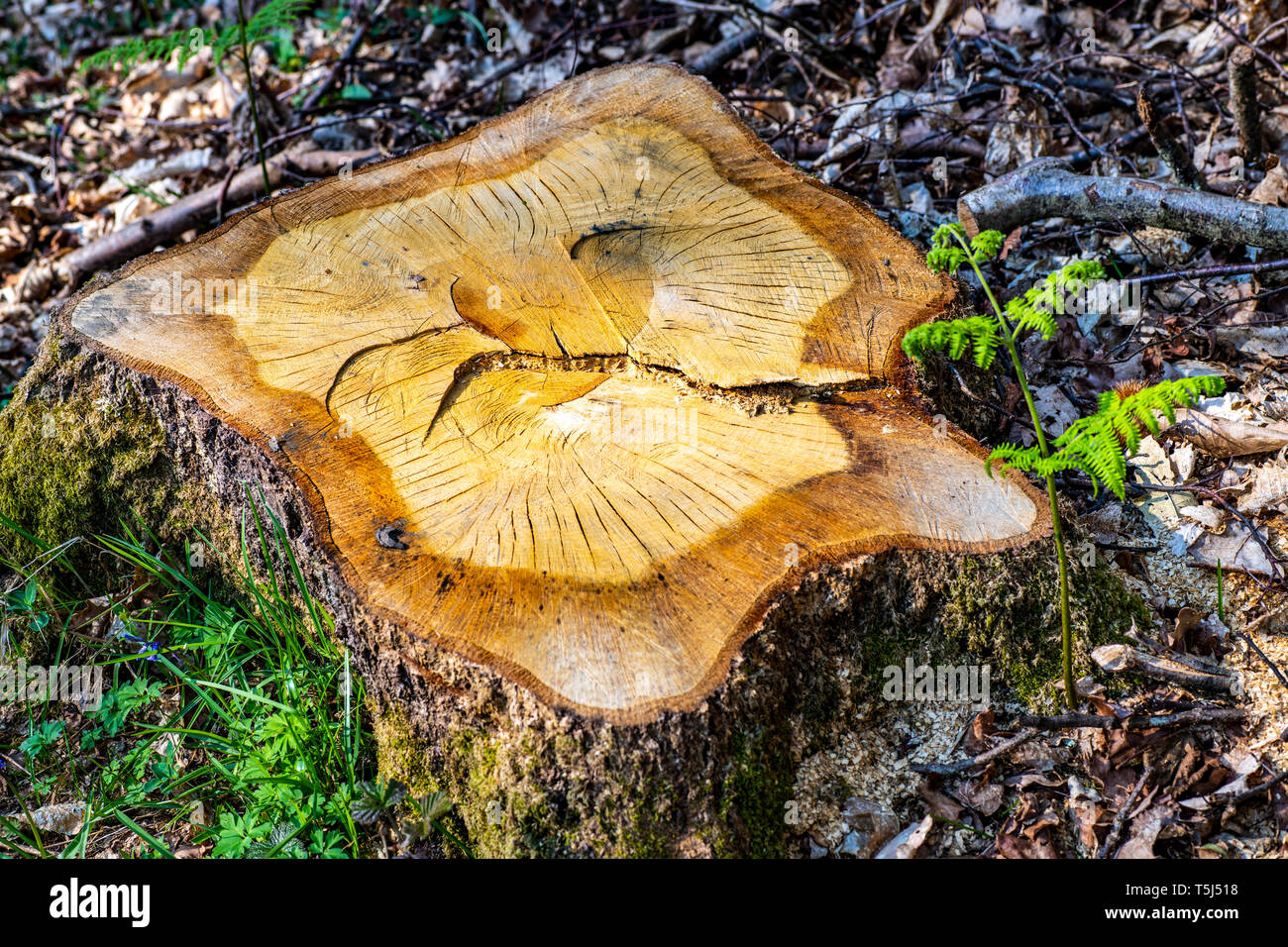 Stump of large chestnut tree in Fore Wood Nature Reserve, Crowhurst ...