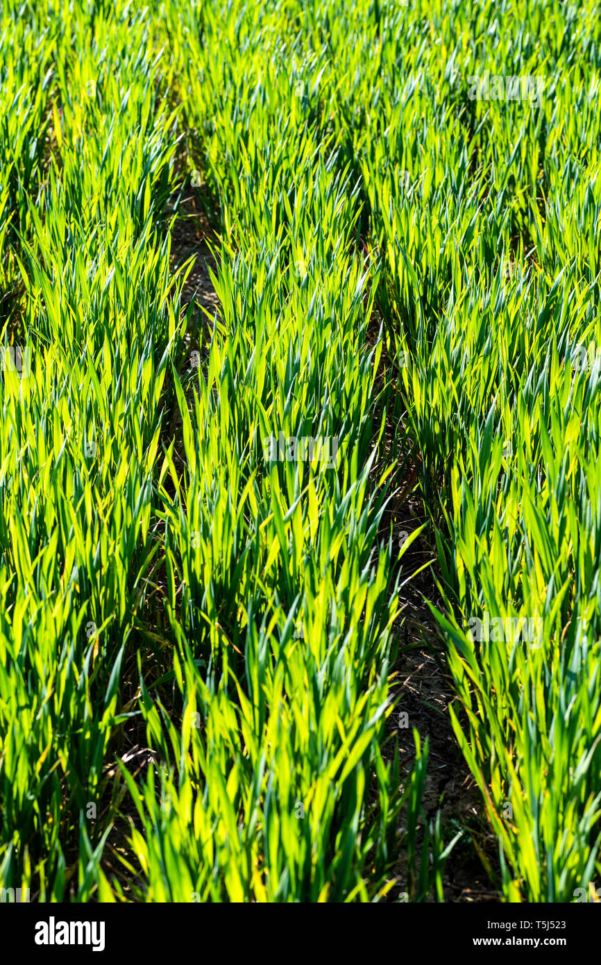 New crop background poster Stock Photo - Alamy