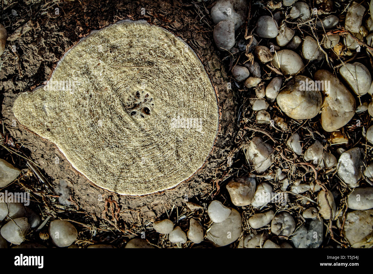 Aged tree hi-res stock photography and images - Alamy