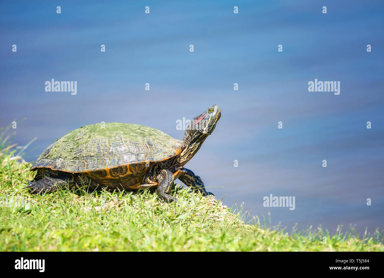Red-eared Slider (Trachemys scripta elegans) basking in the sun in ...