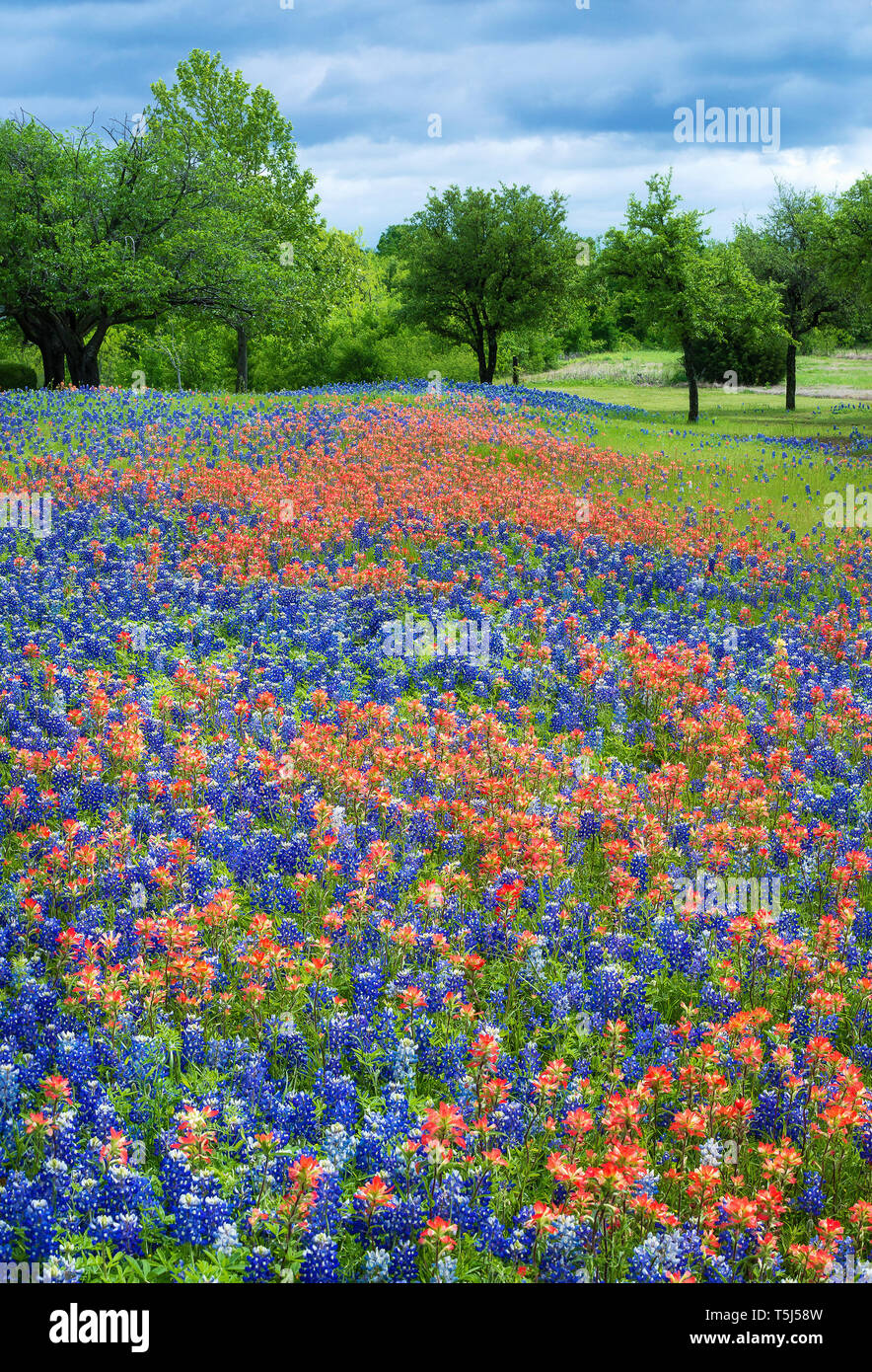 Texas Bluebonnets and Indian Paintbrush flowers blooming in the spring ...