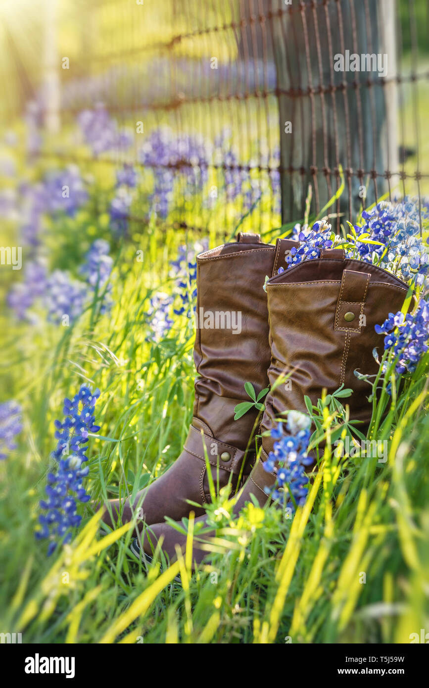 Barbed wire bloom hi-res stock photography and images - Alamy