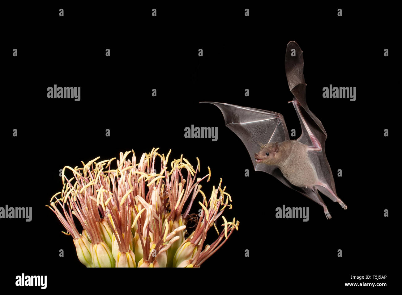 Cynopterus brachyotis feeding on agave nectar hi-res stock photography ...