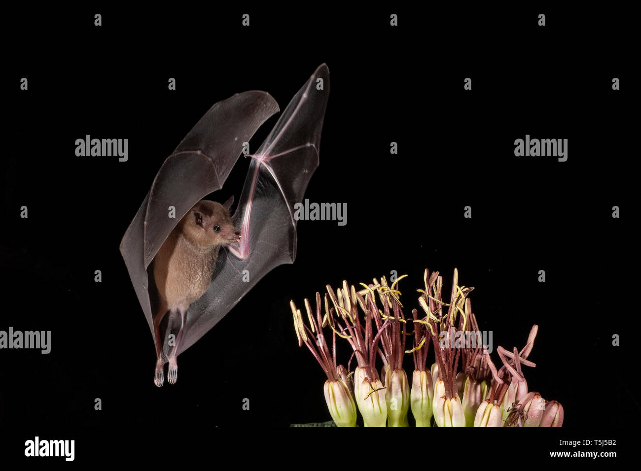 Lesser, short-nosed bat, Cynopterus brachyotis, Arizona, nectar-feeder ...