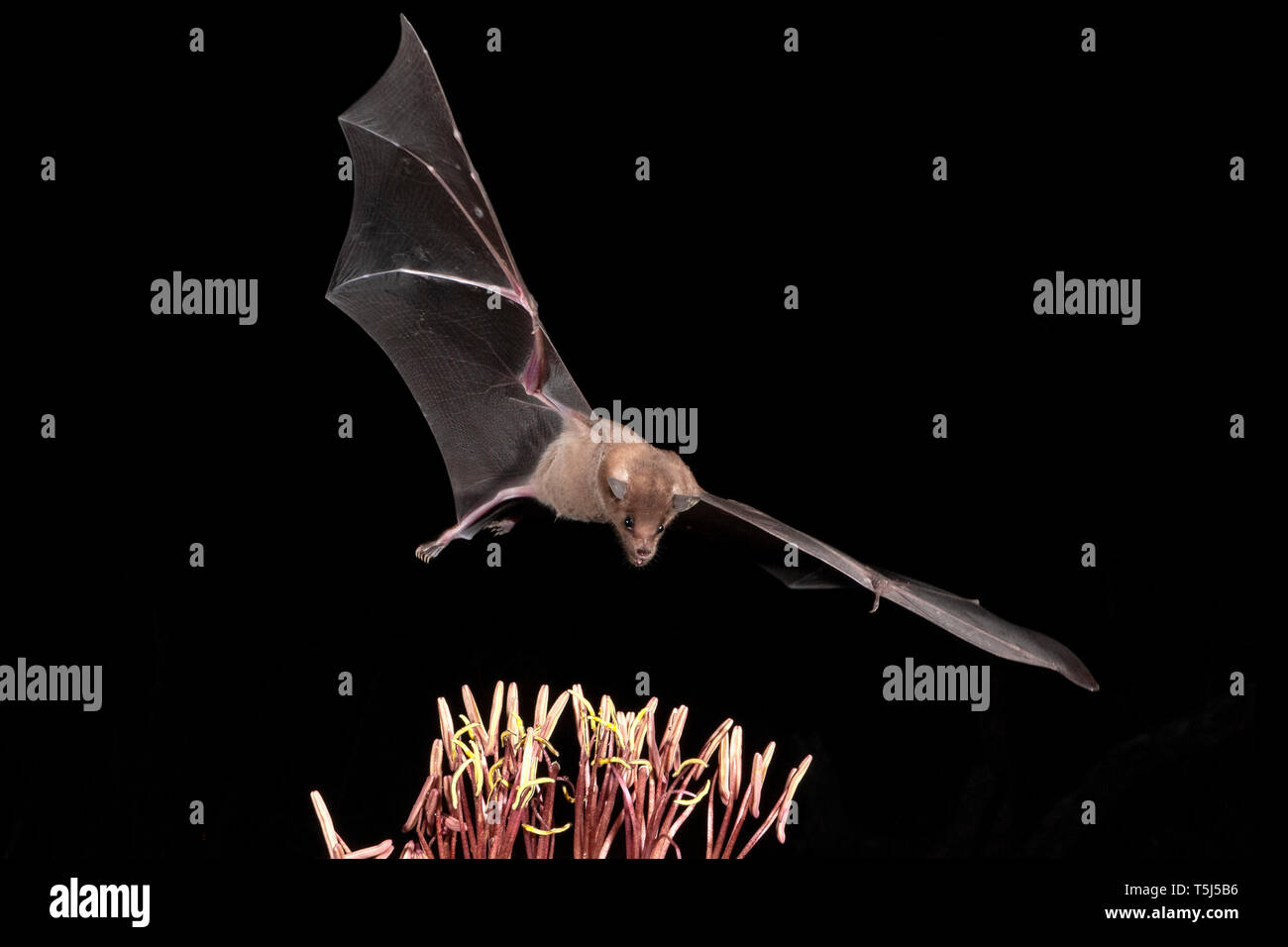 Cynopterus brachyotis feeding on agave nectar hi-res stock photography ...