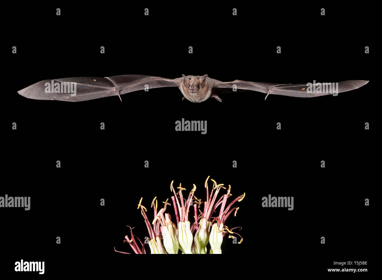 Cynopterus brachyotis feeding on agave nectar hi-res stock photography ...