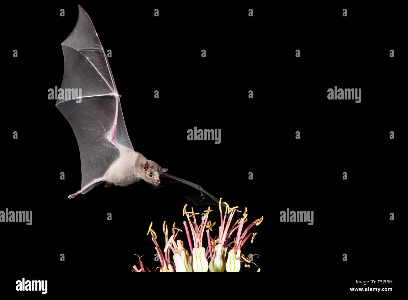 Cynopterus brachyotis feeding on agave nectar hi-res stock photography ...