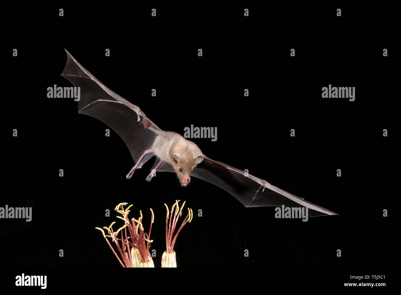 Cynopterus brachyotis feeding on agave nectar hi-res stock photography ...