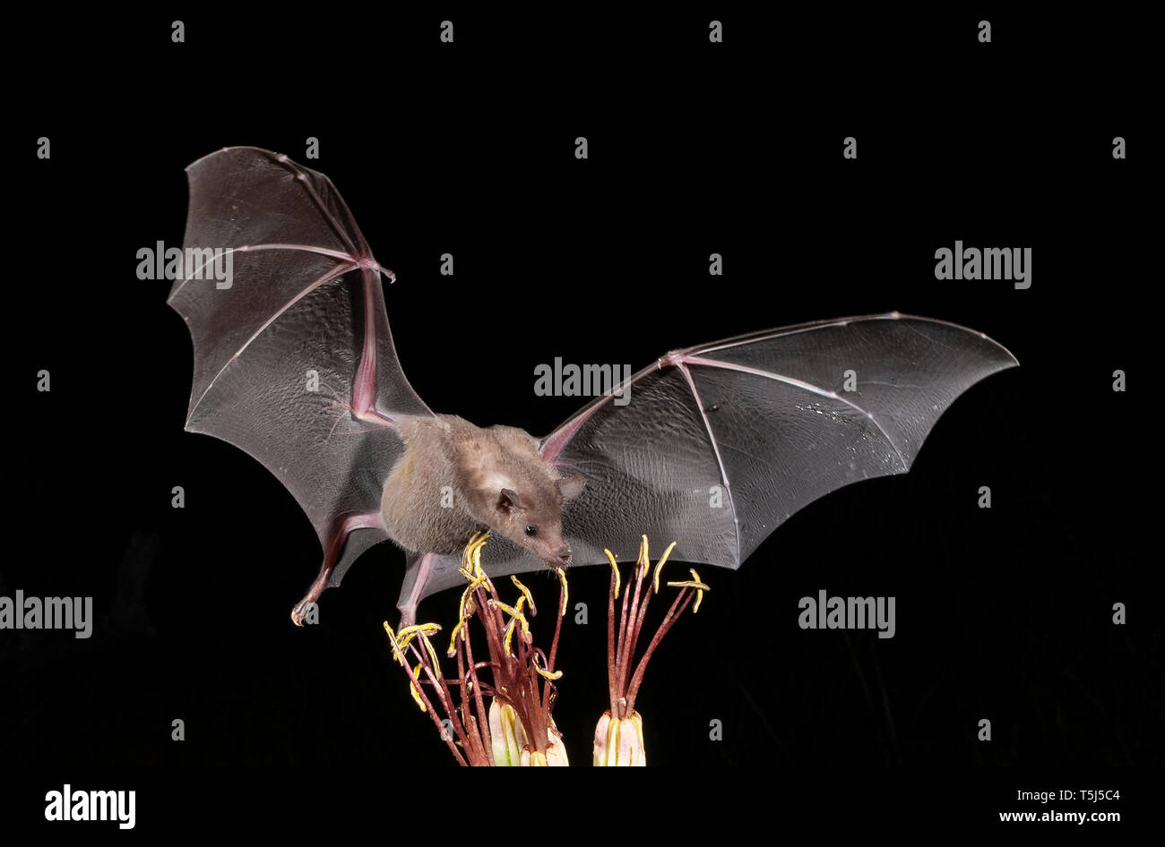 Lesser, short-nosed bat, Cynopterus brachyotis, Arizona, nectar-feeder ...