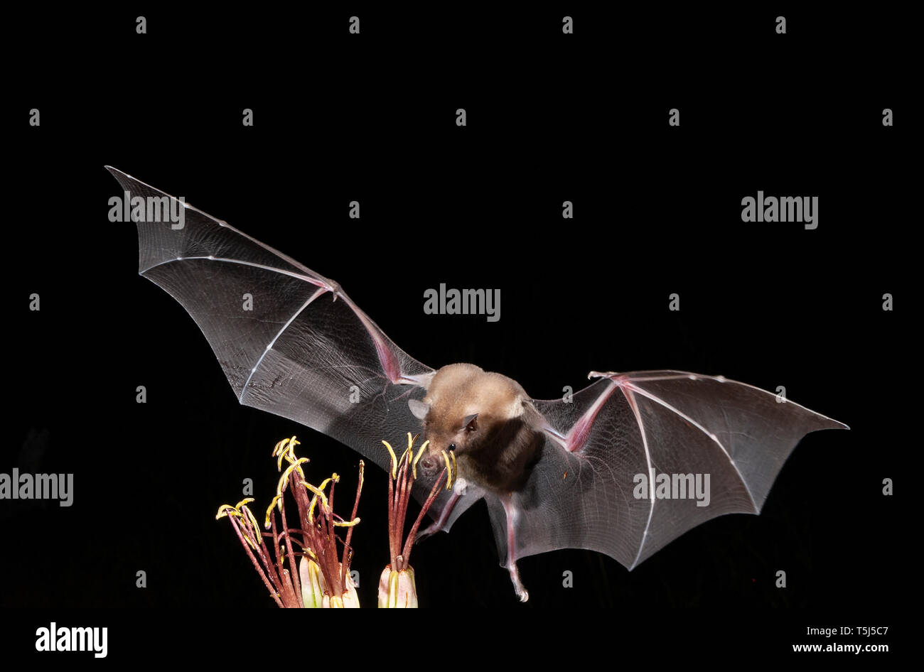 Cynopterus brachyotis feeding on agave nectar hi-res stock photography ...
