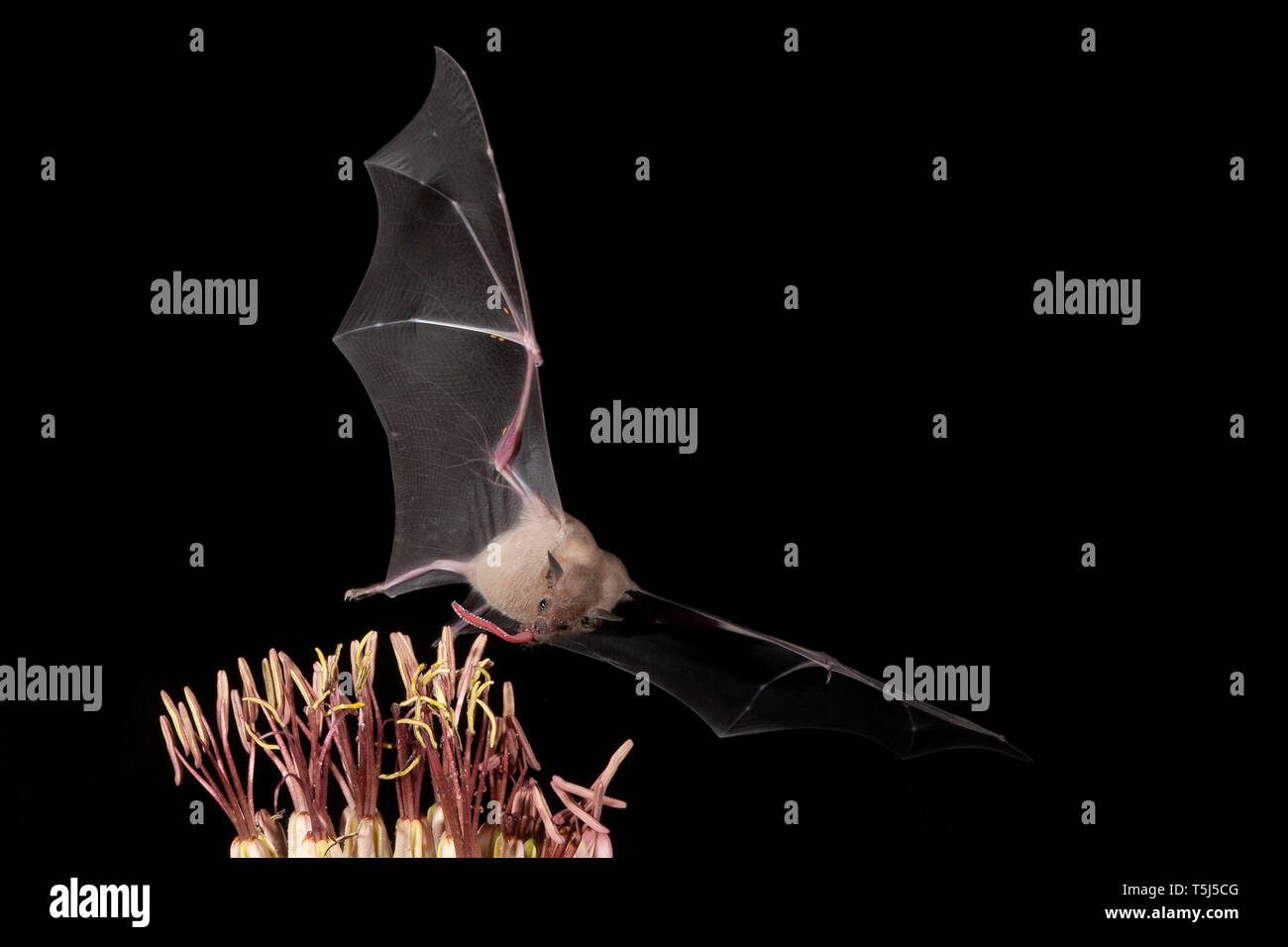Lesser, short-nosed bat, Cynopterus brachyotis, Arizona, nectar-feeder ...