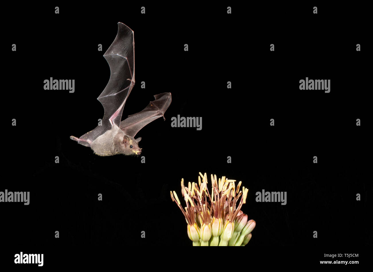Lesser, short-nosed bat, Cynopterus brachyotis, Arizona, nectar-feeder ...