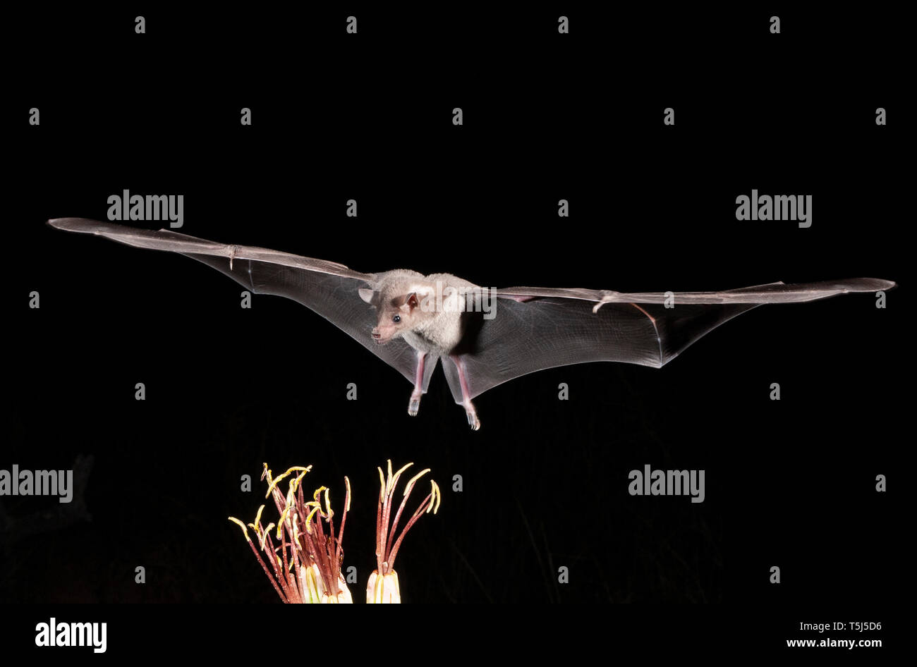 Lesser, short-nosed bat, Cynopterus brachyotis, Arizona, nectar-feeder ...