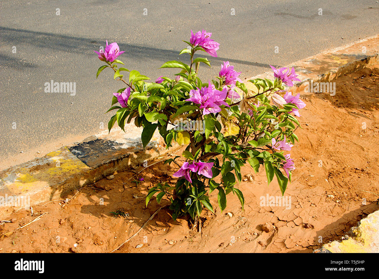Plant at a road divider with green leaves and pink bougainvillea ...