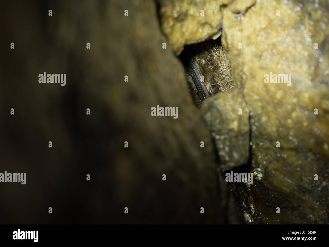 Daubenton's bat hibernating in a cave Stock Photo - Alamy