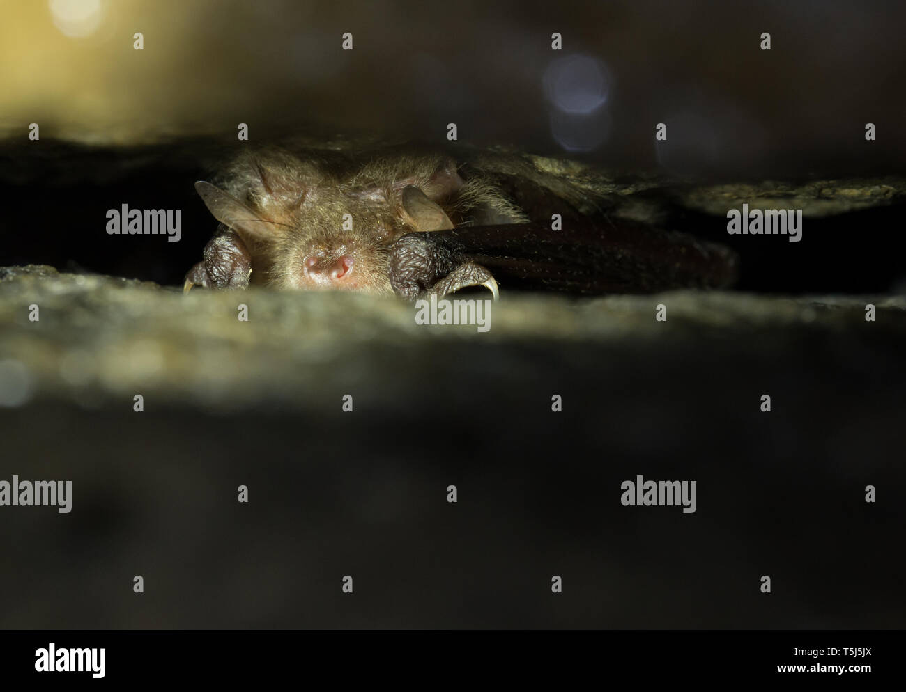 Brown long-eared bat hibernating in a cave Stock Photo - Alamy