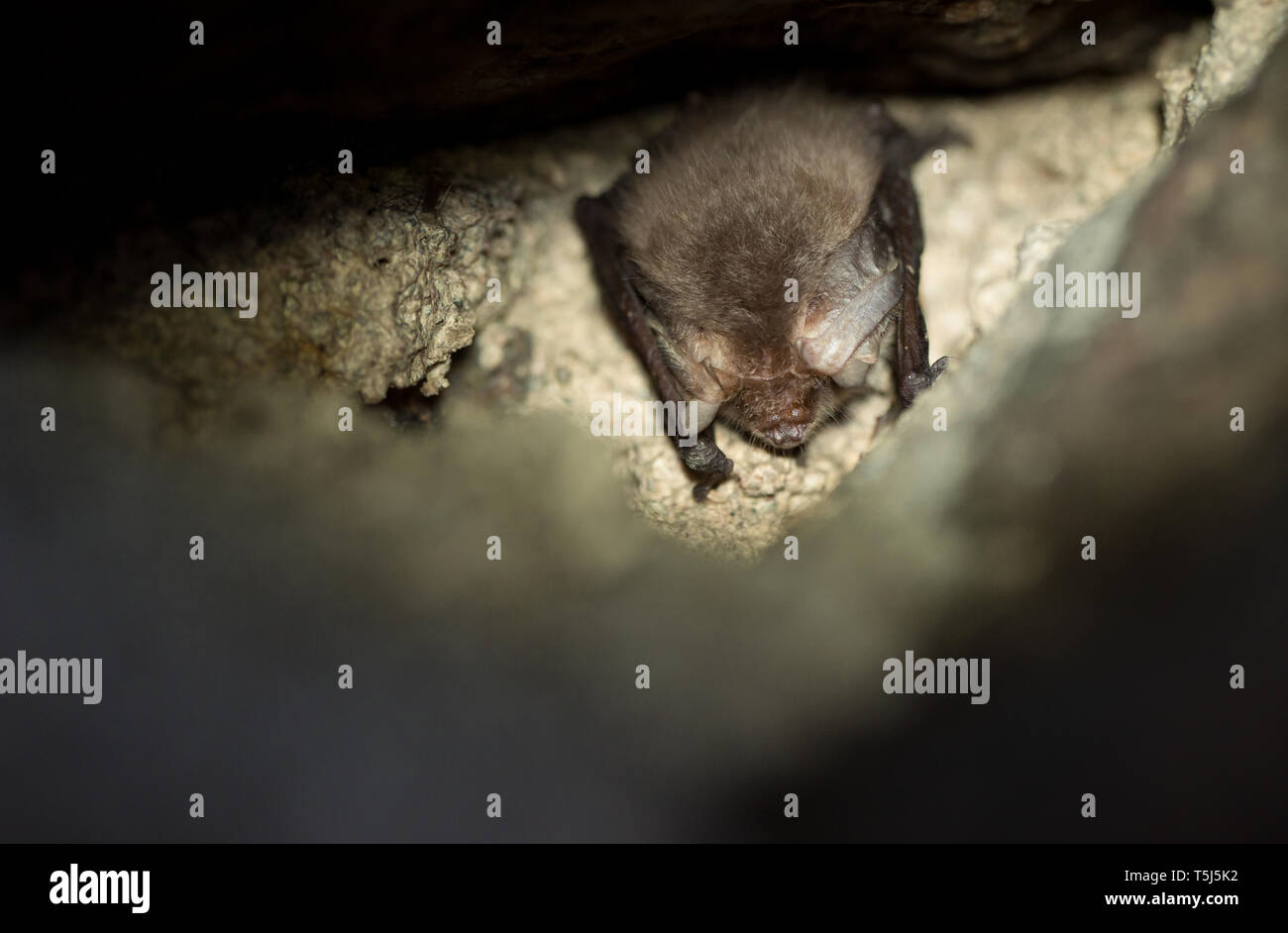 Brown long-eared bat hibernating in a cave Stock Photo - Alamy