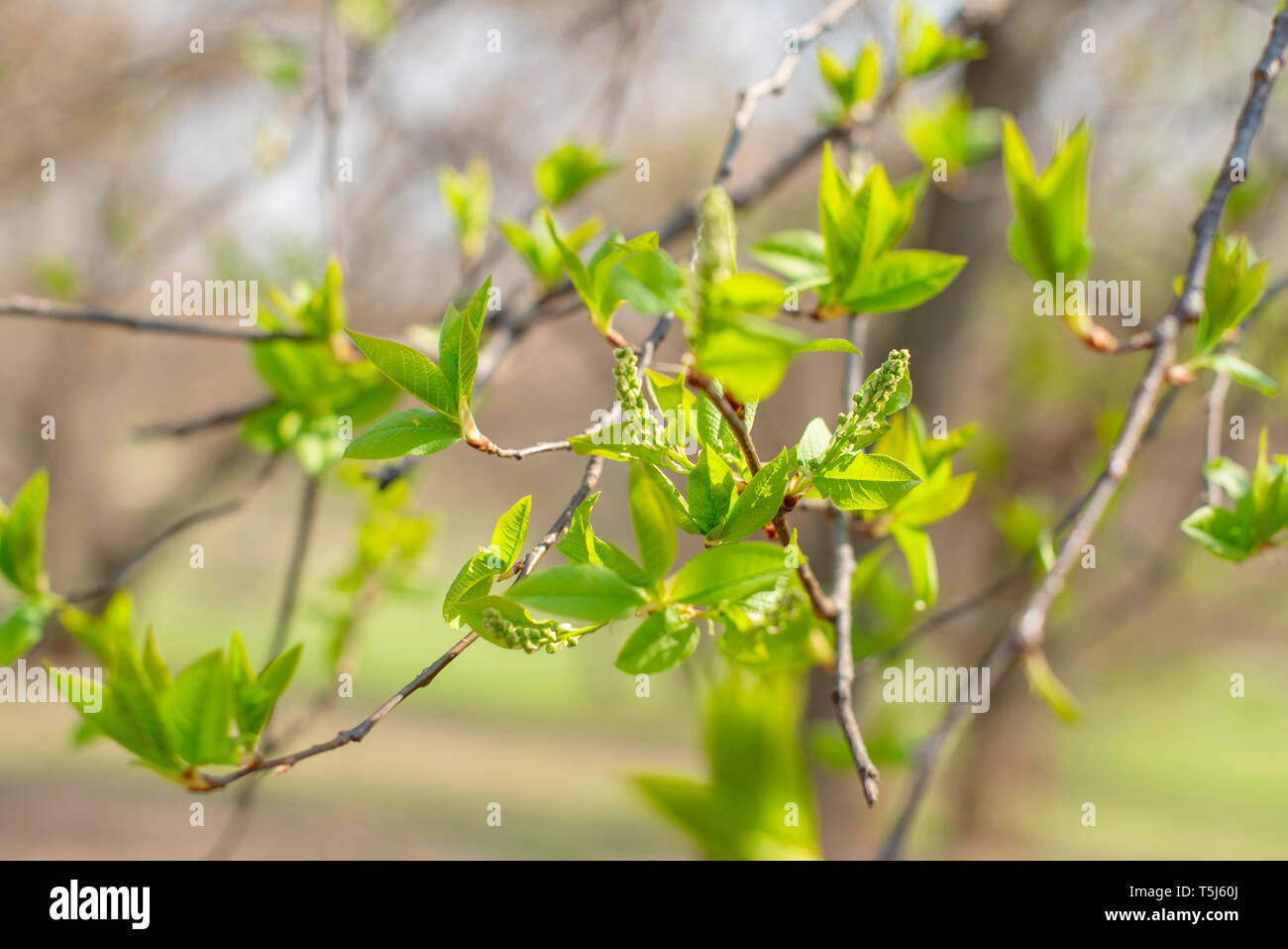 First buds on wild hi-res stock photography and images - Alamy