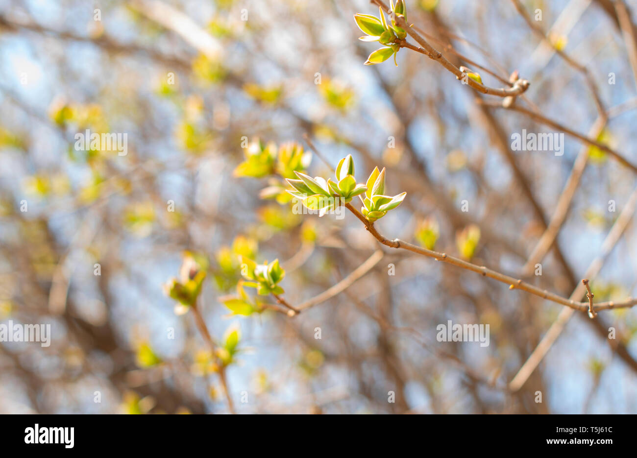 First buds on wild hi-res stock photography and images - Alamy