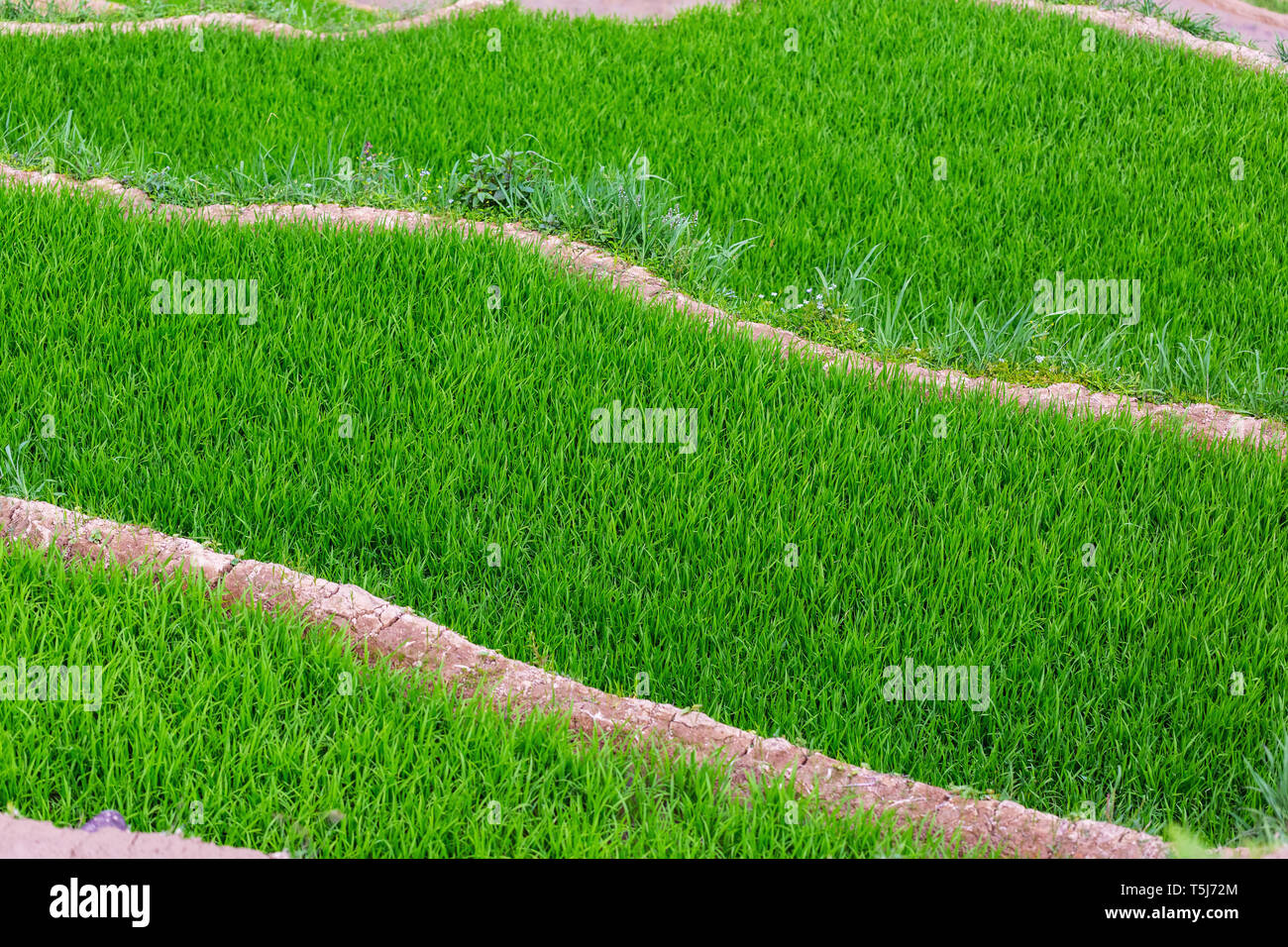 Detail of terraced rice patty field in SaPa, Vietnam, Asia Stock Photo ...