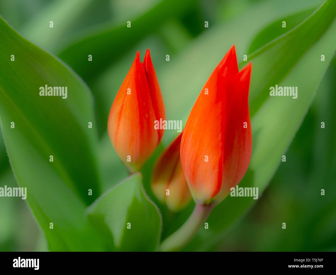 Red garden tulip in spring Stock Photo - Alamy
