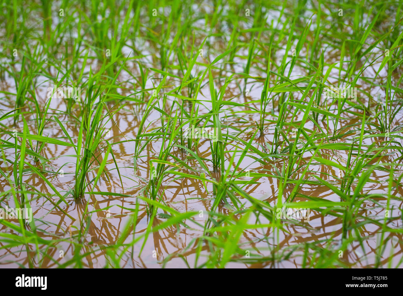 Detail of freshly planted rice patty field in SaPa, Vietnam, Asia Stock ...