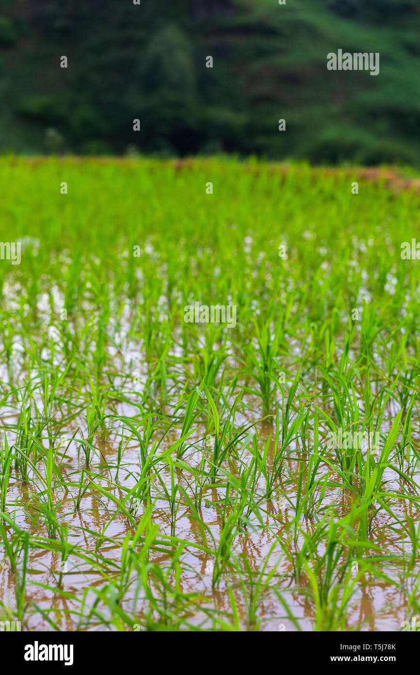 Detail of freshly planted rice patty field in SaPa, Vietnam, Asia Stock ...