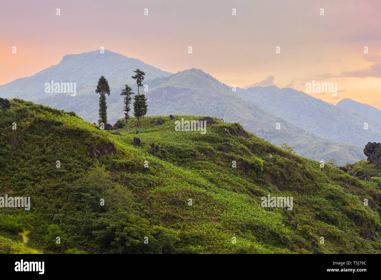 Three trees ontop of a hilltop, SaPa, Vietnam, Asia Stock Photo - Alamy