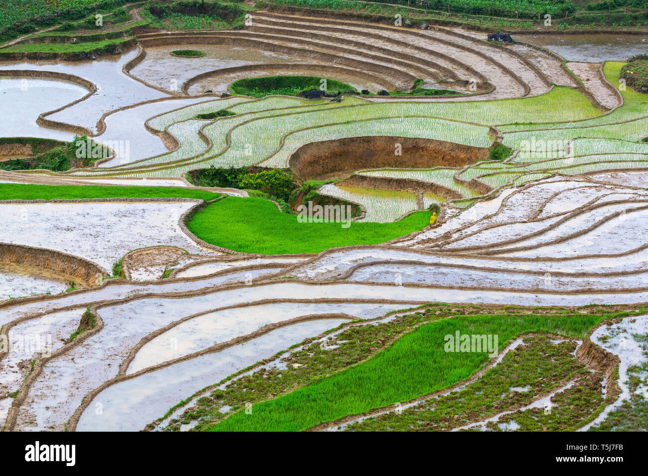 Rural terraced rice patty field in SaPa, Vietnam, Asia Stock Photo - Alamy