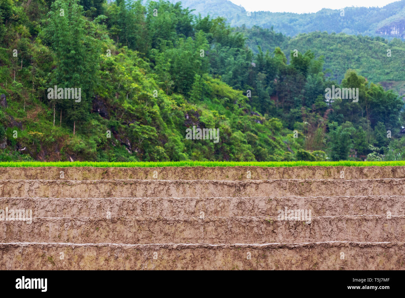 Terraced Rice Patty Field in SaPa, Vietnam, Asia Stock Photo - Alamy