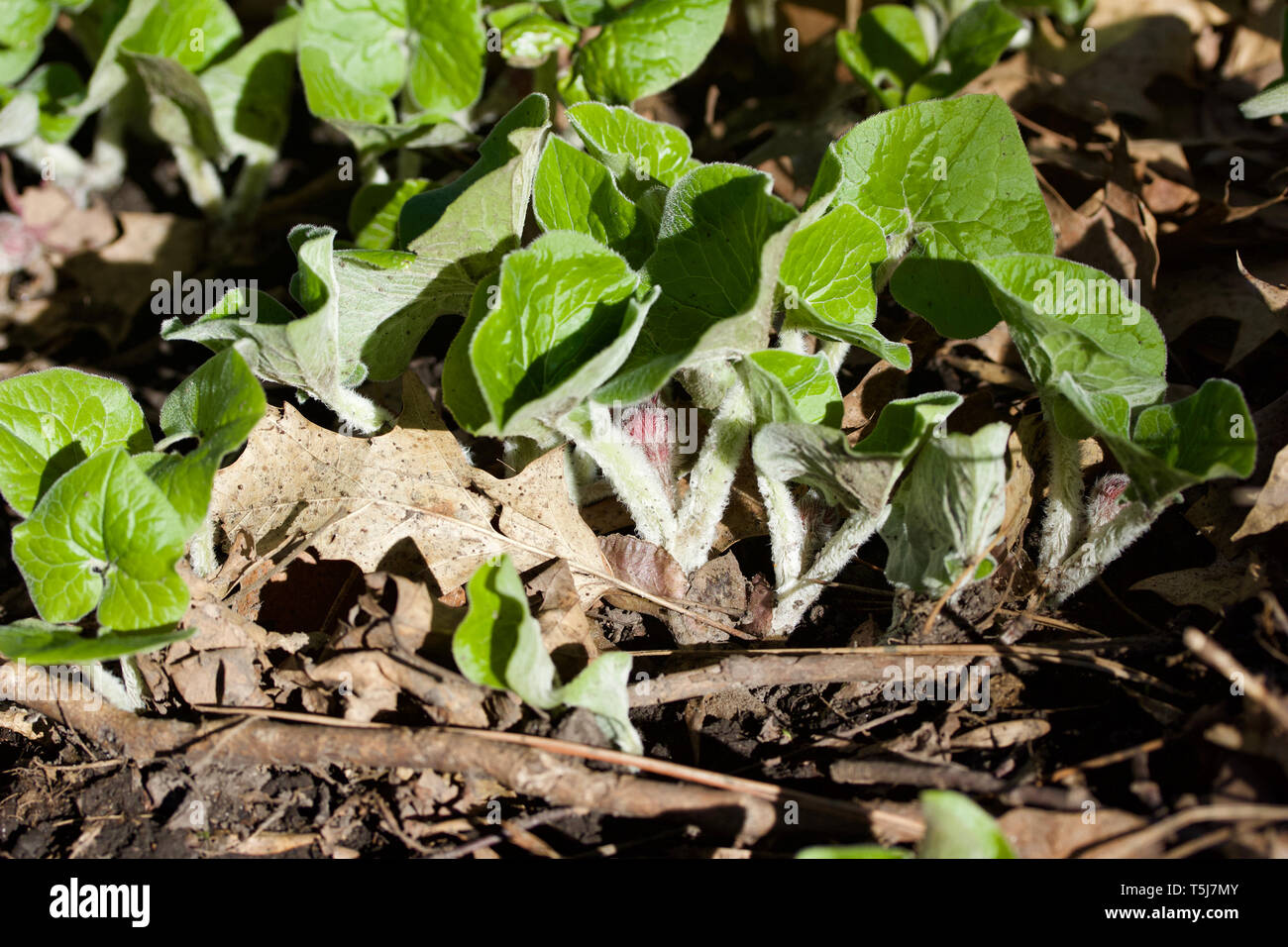 Canadian native plants hi-res stock photography and images - Alamy
