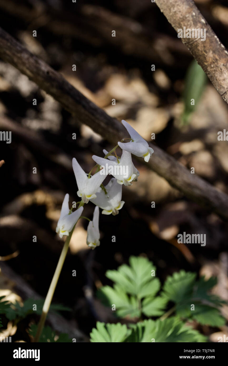 Macro view of a single white Dutchman's breeches wildflower blooming in ...