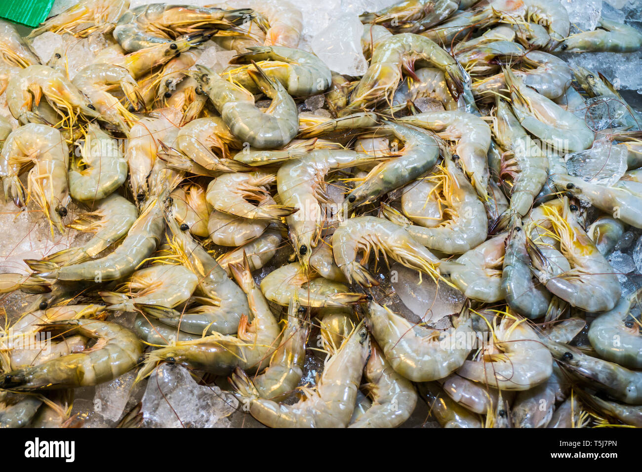 Fresh shrimp on iced in sea food market Stock Photo - Alamy