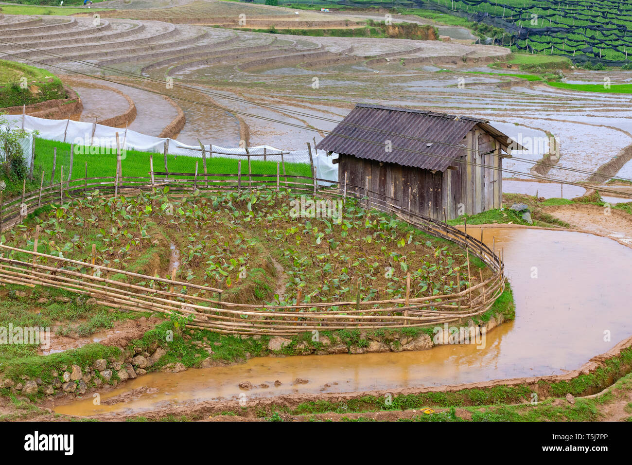 Small barn in terraced rice patty & soybean field in SaPa, Vietnam ...