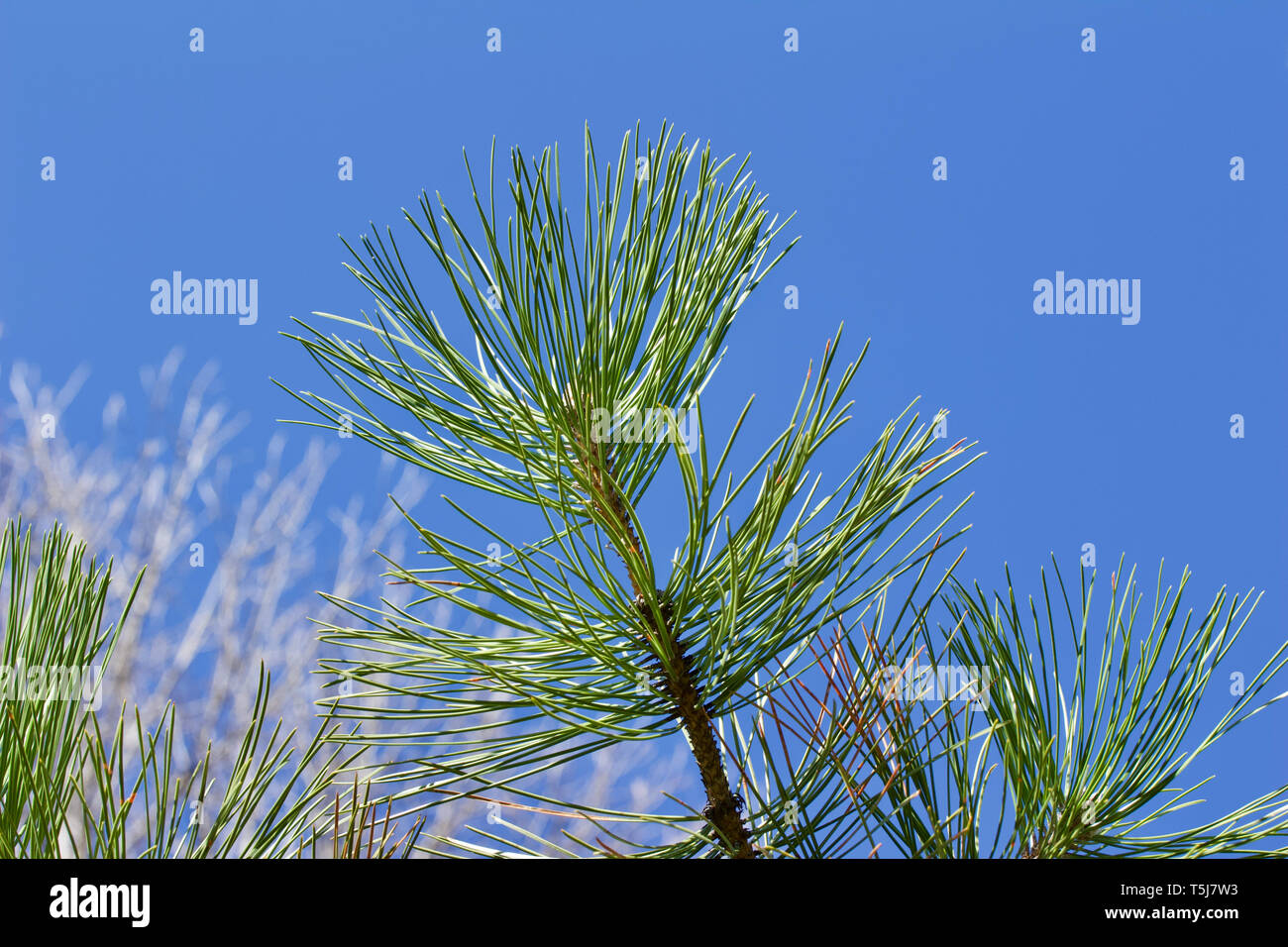 Upward abstract view of the texture of branches on an Austrian pine ...