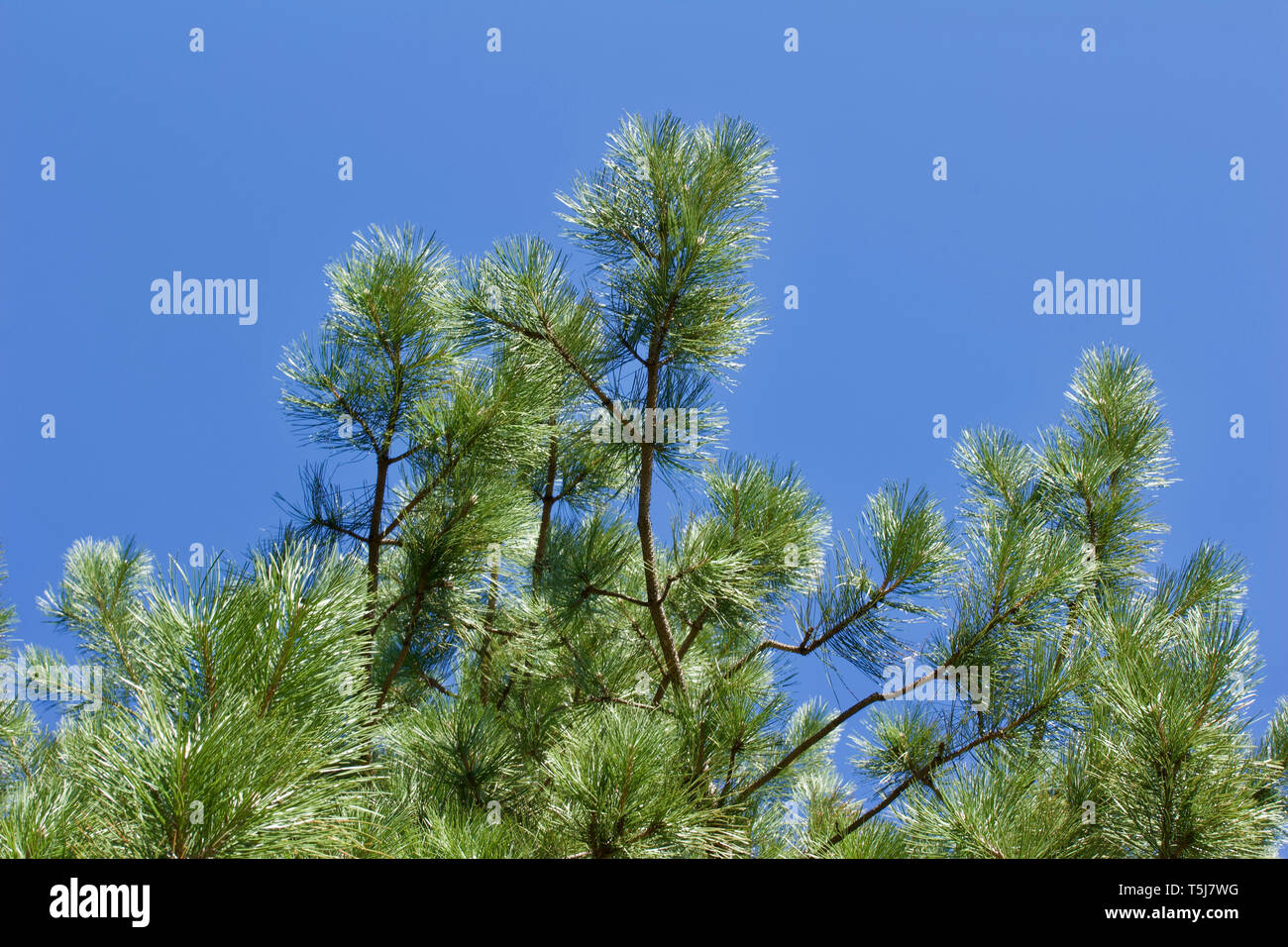 Upward abstract view of the texture of branches on an Austrian pine ...
