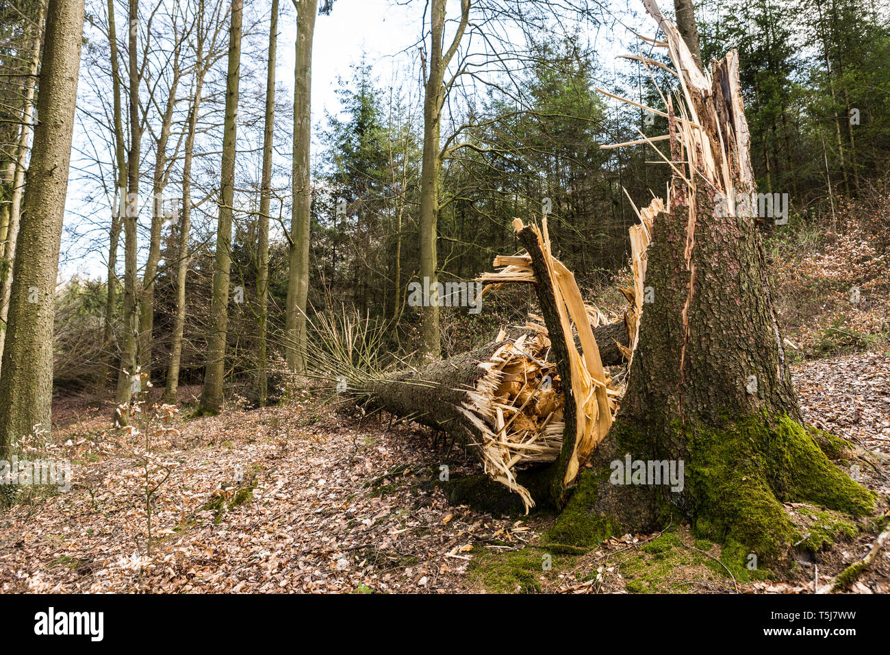 Storm damaged tree in forest Stock Photo - Alamy