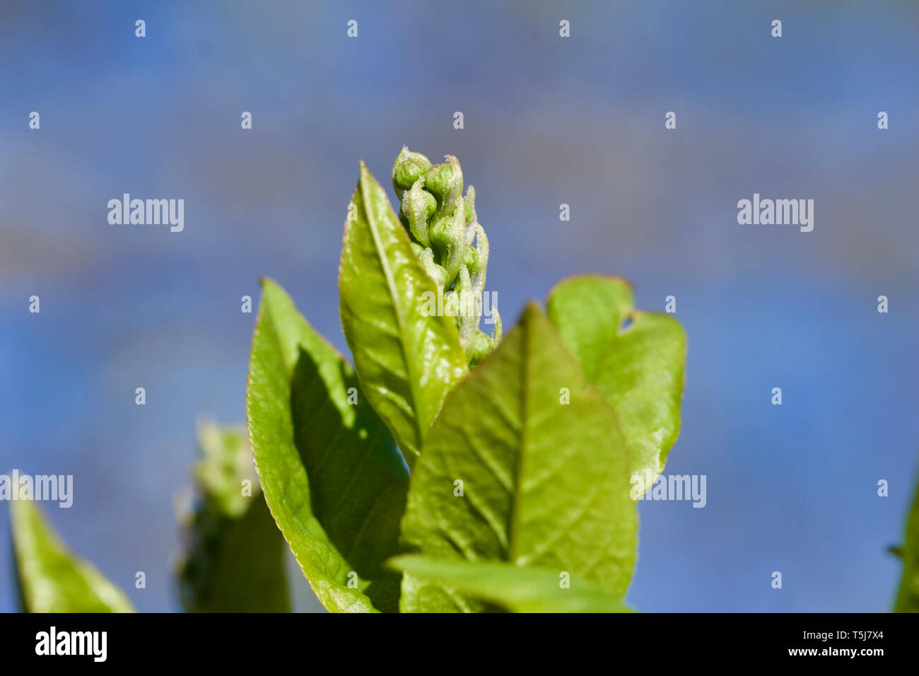Close macro view of immature flower buds emerging on a red maple tree ...