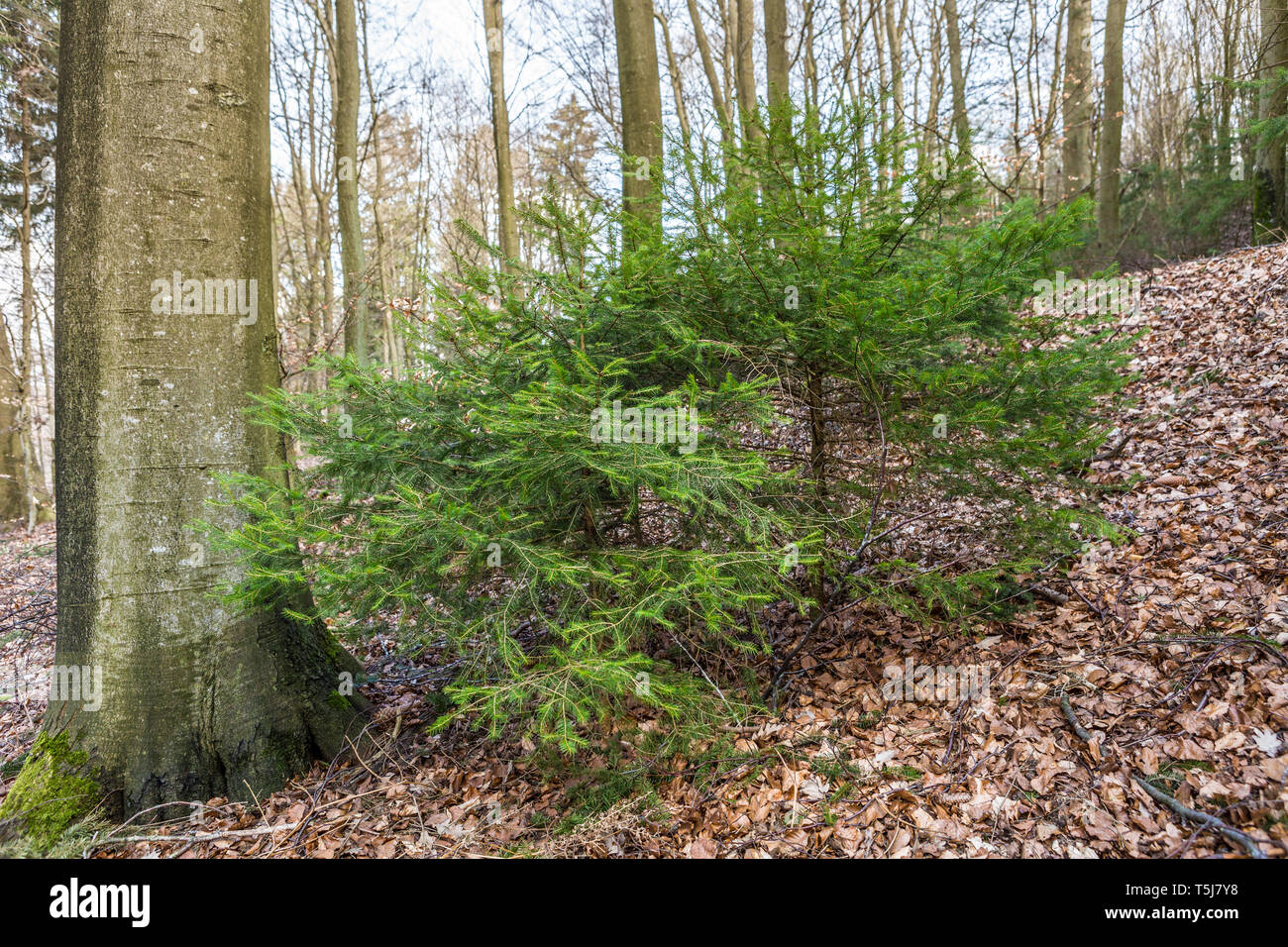 Timber reforestation hi-res stock photography and images - Alamy