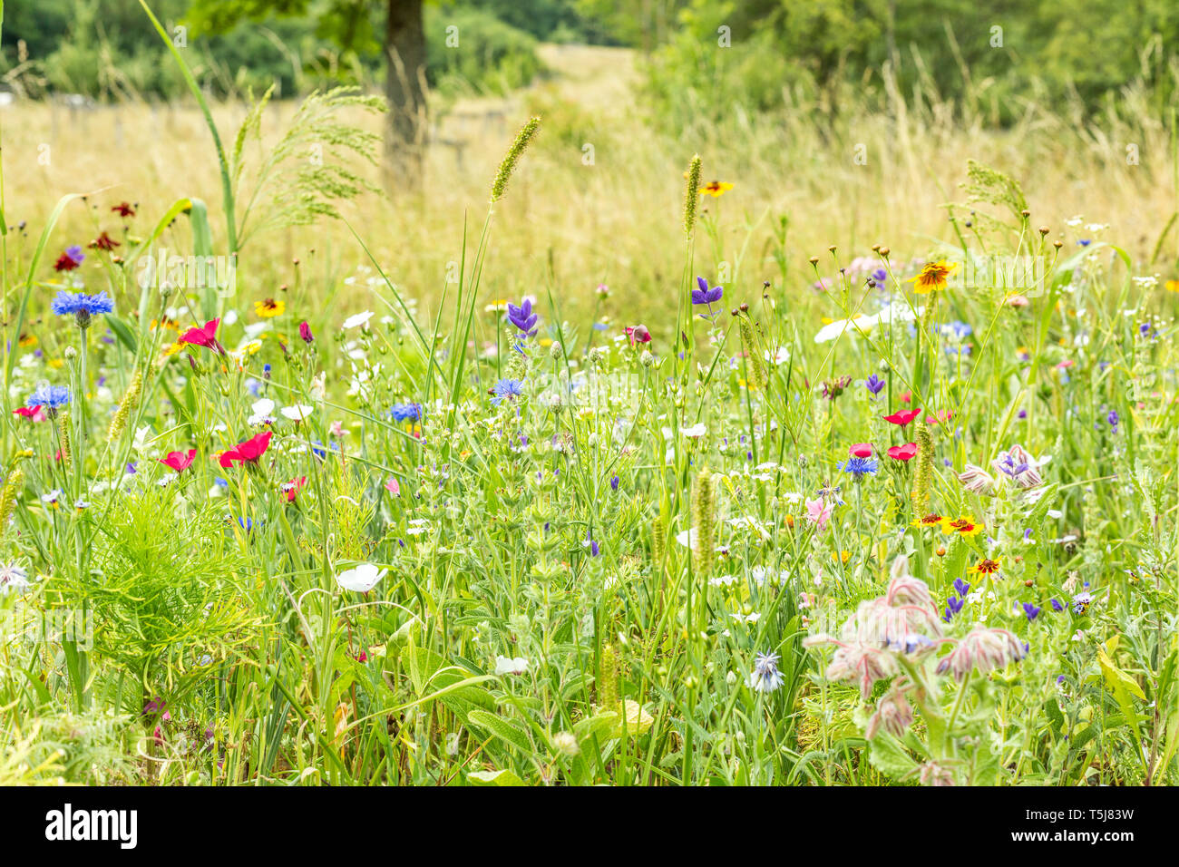 Mix of wildflowers hi-res stock photography and images - Alamy