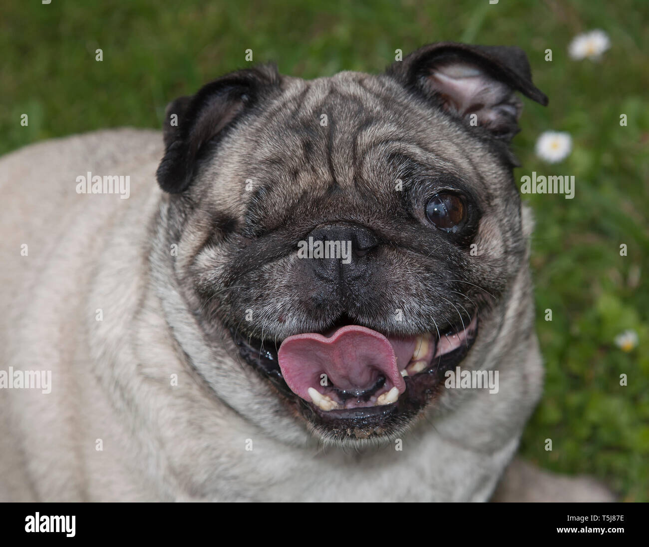 One eyed pug hi-res stock photography and images - Alamy