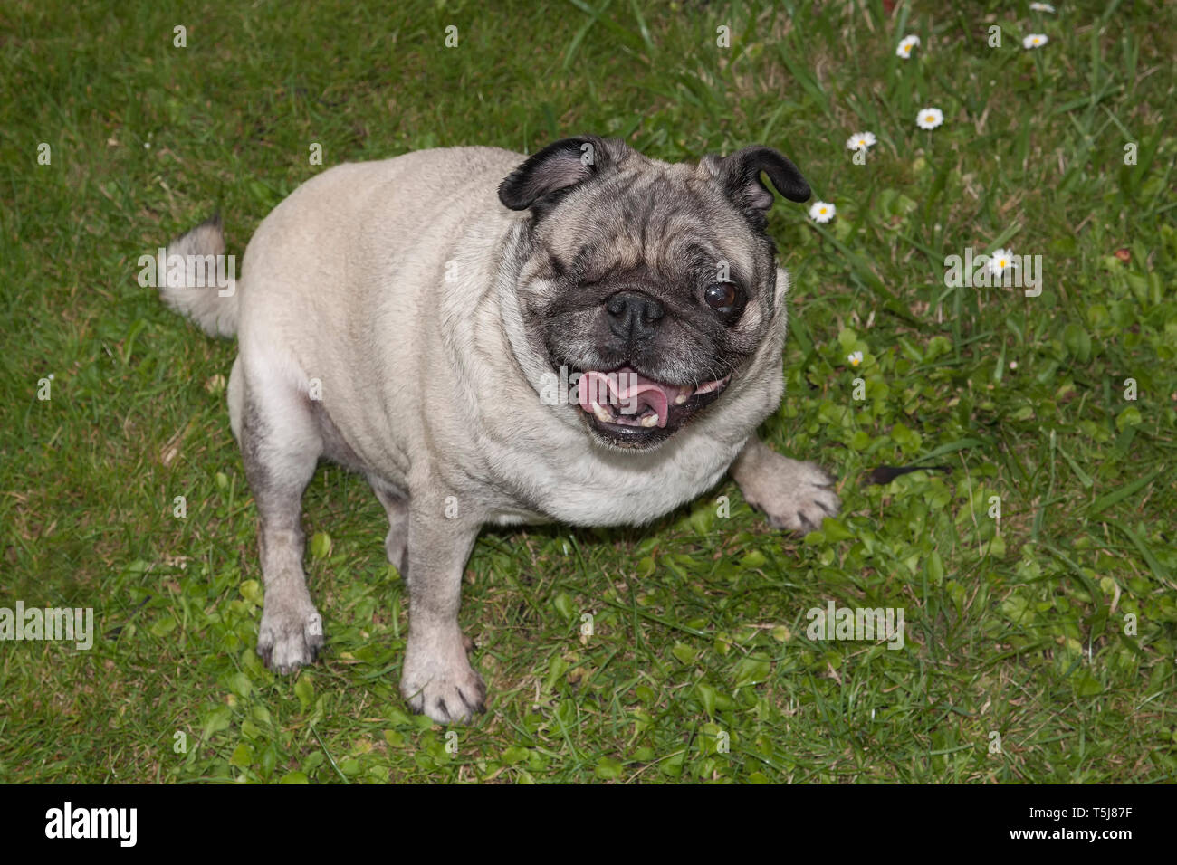 One eyed pug hi-res stock photography and images - Alamy