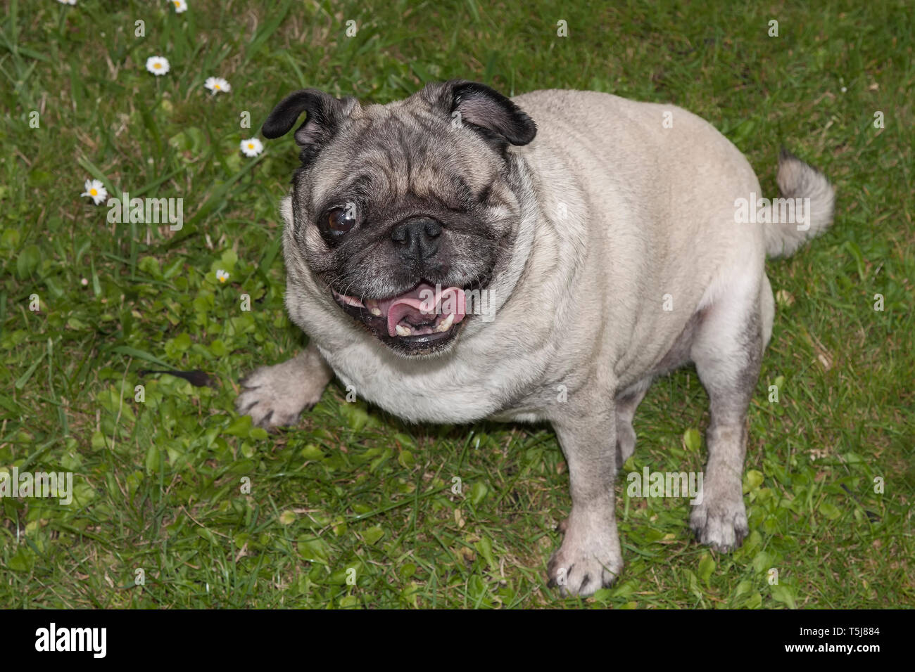 One-eyed overweight pug in Berlin, Germany Stock Photo - Alamy
