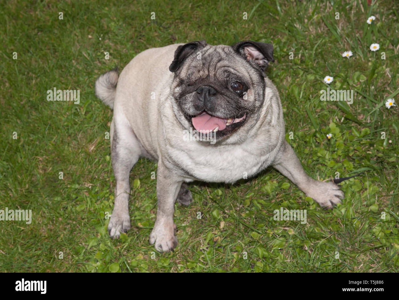 One-eyed overweight pug in Berlin, Germany Stock Photo - Alamy