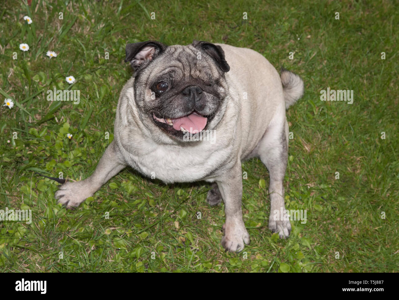 One eyed pug hi-res stock photography and images - Alamy