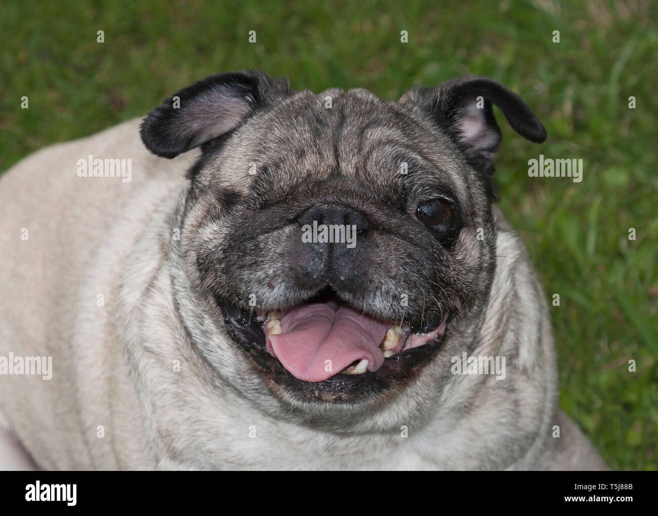 One eyed pug hi-res stock photography and images - Alamy