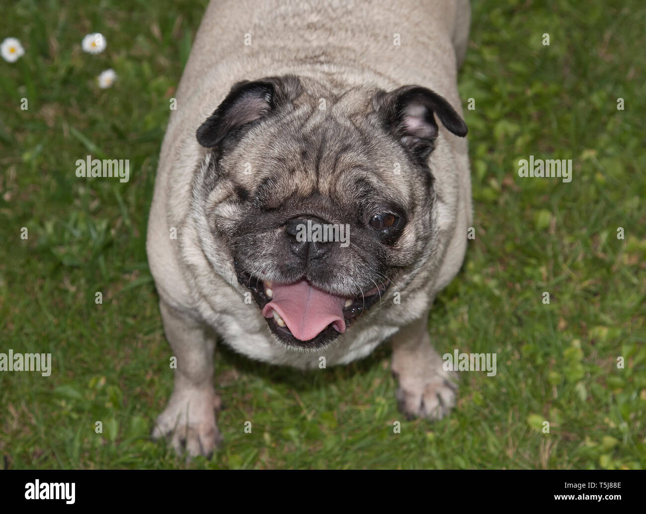 One eyed pug hi-res stock photography and images - Alamy