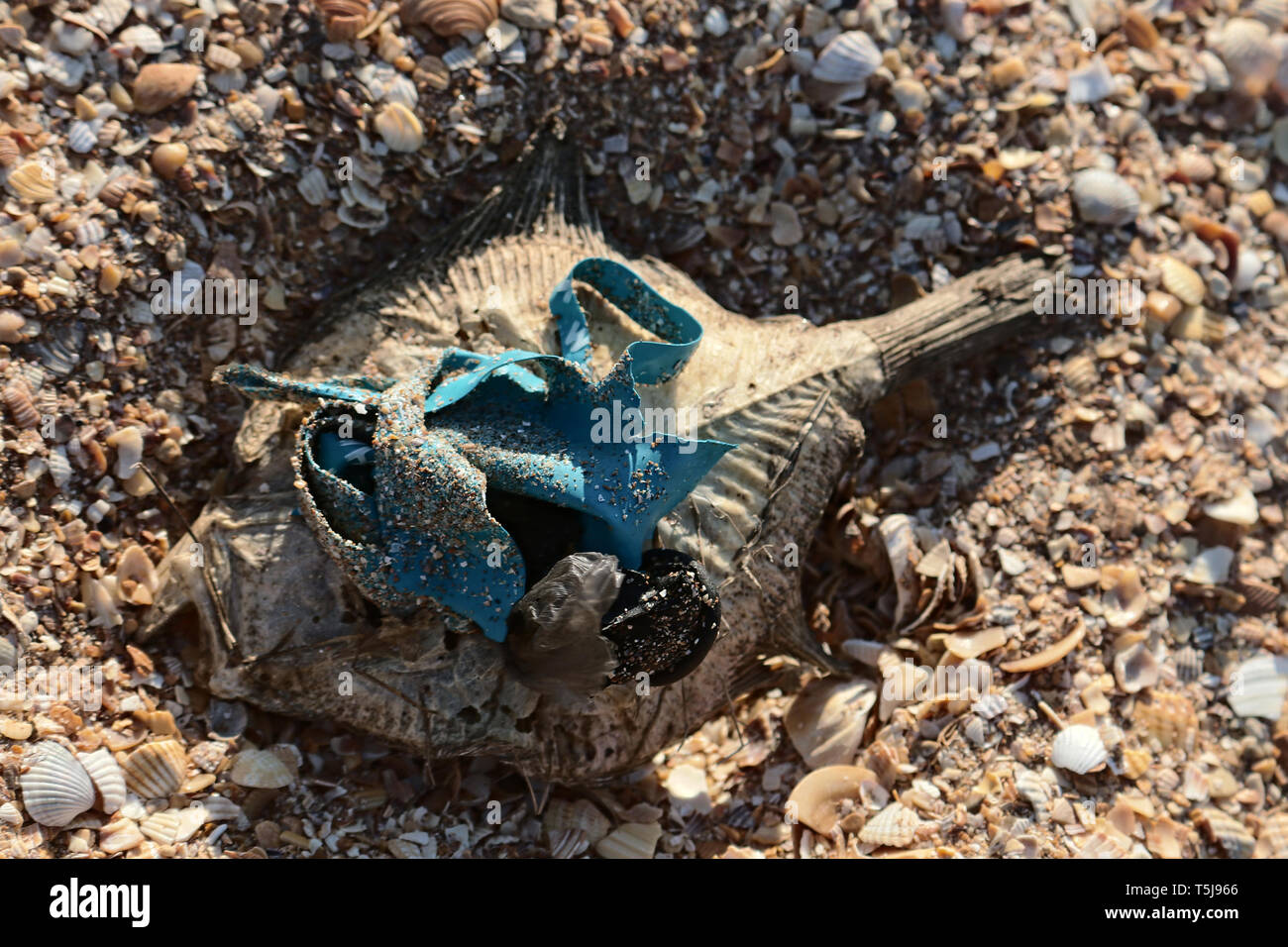 Dead dry fish (flounder, Platichthys, demersal fish) on a seashell ...