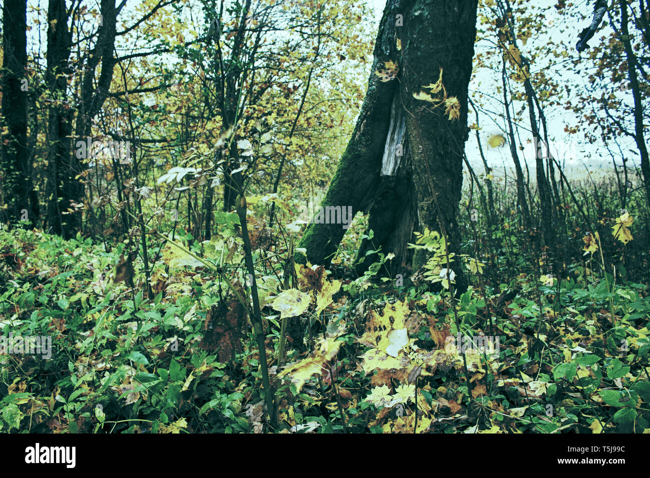 Abandoned old Park with a pond, deck, streams, ancient trees, garden ...